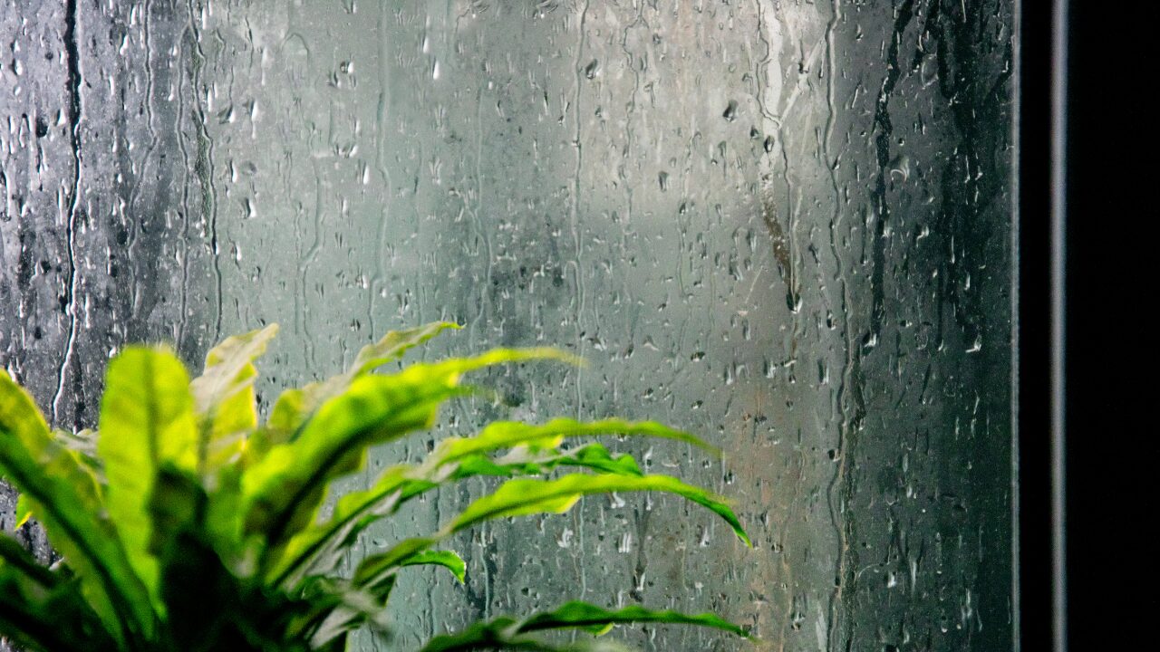 湿気で髪の毛がチリチリになる原因と対策！これで雨の日の悩みも解消！ | Carina